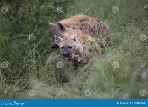 Ritratto Dell Iena Macchiata Africano Libero Fotografia Stock