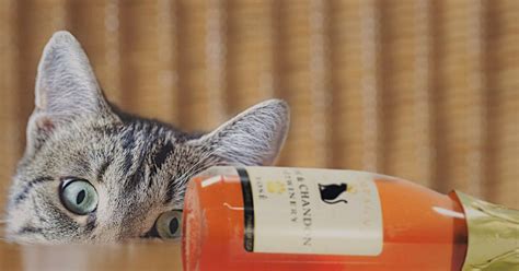 집사들을 위한 고양이 와인 강아지 맥주