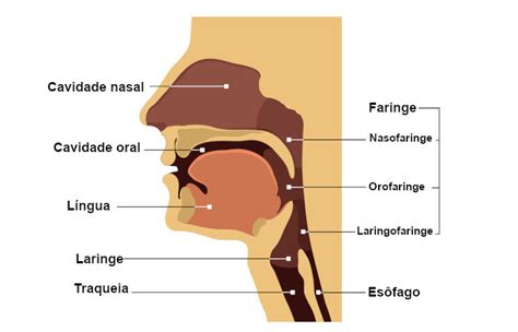Grilă raportată Biologie Barron s Despre faringe sunt corecte