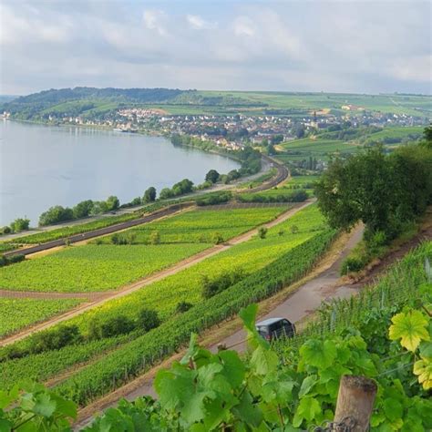 Weingut