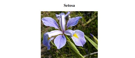 Github Sandygonewindyiris Classifier