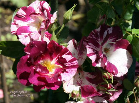 PlantFiles Pictures Large Flowered Climbing Rose Purple Splash Rosa