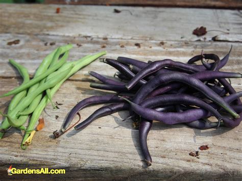 Purple And Green Beans Gardensall