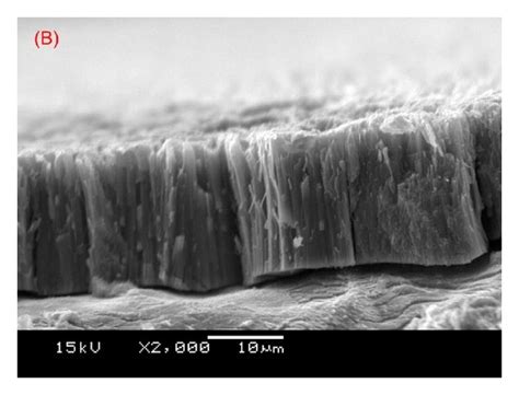 Morphologies Of The Tio2 Nanotube Arrays Grown On Electrochemical