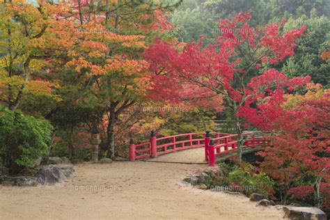 宮島 紅葉谷公園の紅葉の写真素材 FYI07881998 ストックフォトの Qlean Marketキュリンマーケット