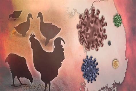 Chile Detects 1st Human Case Of H5n1 Bird Flu
