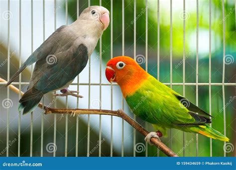 Top 999 Beautiful Love Birds Images Amazing Collection Beautiful