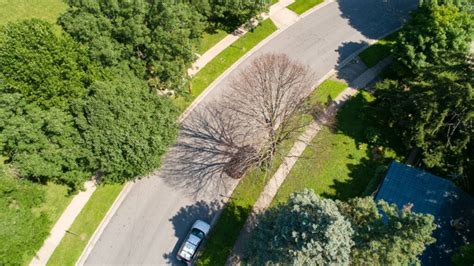 Treatment Of Eab Infestations In Yard Trees