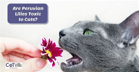 Are Peruvian Lilies Toxic To Cats How About True Lilies