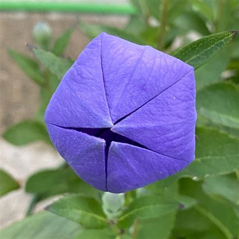 Platycodon Grandiflorus Syn Campanula Grandiflora Balloon Flower