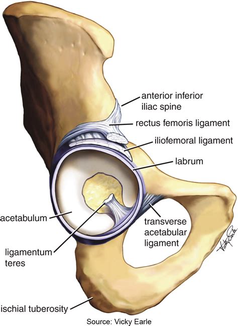 Transverse Acetabular Ligament Acetabular Labrun And Ligamentum Teres