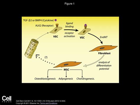 Transition Of Endothelium To Cartilage And Bone Ppt Download