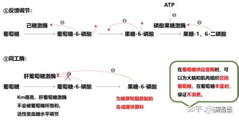 24重大生物学考研 糖酵解和磷酸戊糖途径 知乎