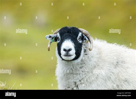 Swaledale Sheep Close Up Of Swaledale Ewe Or Female Sheep With Curly