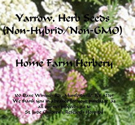 Plant Home Farm Herbery Medicinal Yarrow Herb Seeds This Year And It