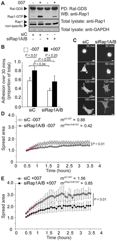 A549 Epac1 Cells Were Transfected With Scrambled Sirna Sic Or Sirna