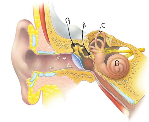Outer Ear Diagram Quizlet