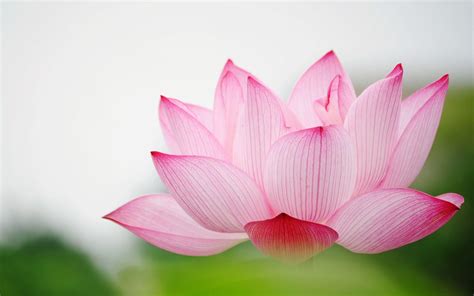 Hd Lotus Wallpapers Top Free Hd Lotus Backgrounds Wallpaperaccess