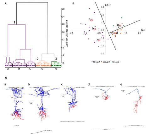 Figure 1 From Neural Circuits Original Research Article Materials And