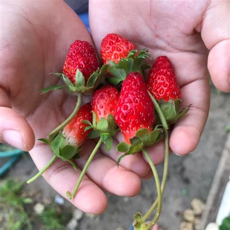 Premium Photo Cropped Hand Holding Strawberries