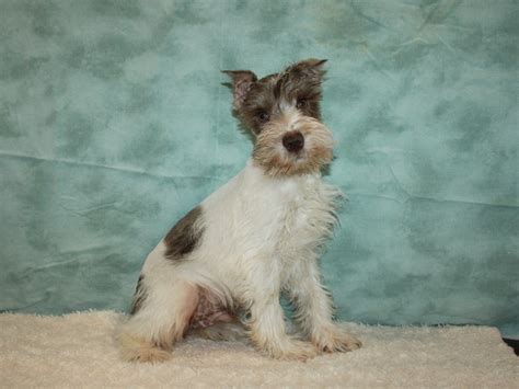 Miniature Schnauzer Dog Male Liver And White 3878107 Petland Rome