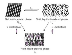 Lipids And Membranes Flashcards Quizlet