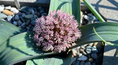 22 Beautiful Varieties Of Ornamental Allium
