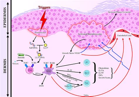 Keratinocytes Diagram