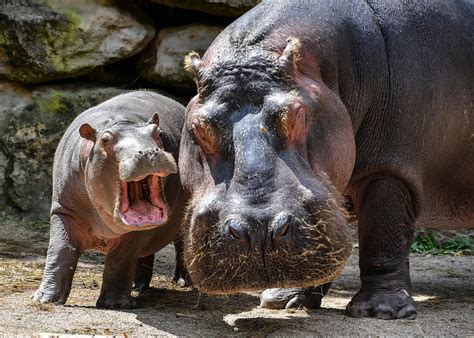 600 Free Hippopotamus Pictures And Images In Hd Pixabay