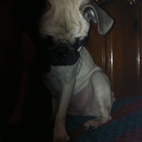 My Dramatic Pug Izzy