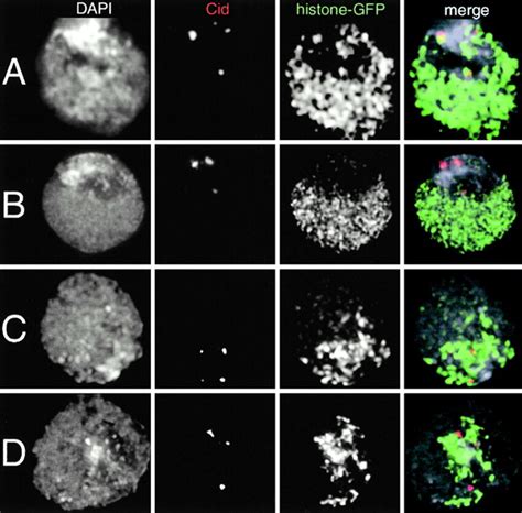 Localization Of Histone Gfp Fusion Proteins A And B Expression Of
