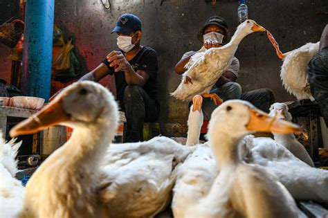 Symptoms Of Bird Flu After Us Confirms First Human Death