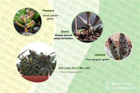 Adromischus Filicaulis Succulent City