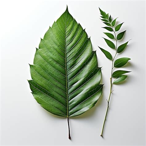 Premium Ai Image Green Leaf Isolated On White Background