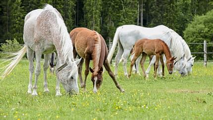 Melanom Beim Pferd Ursachen Symptome Behandlung
