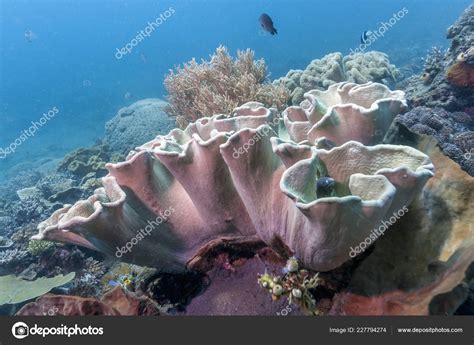 Коралловый Риф Берегов Бали Водой стоковое фото ©johnanderson 227794274