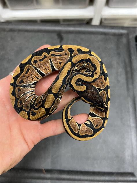 New Gene Introduction Burn Ball Pythons Morphmarket Reptile Community
