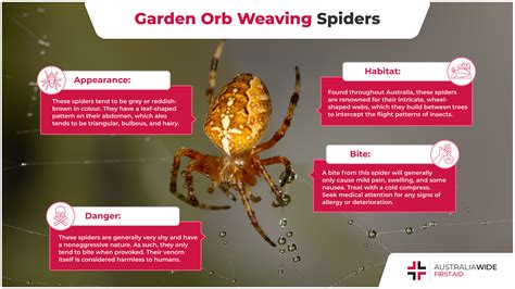 Garden Spider Bite Treatment