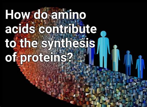 How Do Amino Acids Contribute To The Synthesis Of Proteins
