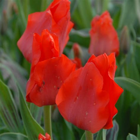 Tulp Red Riding Hood 2307
