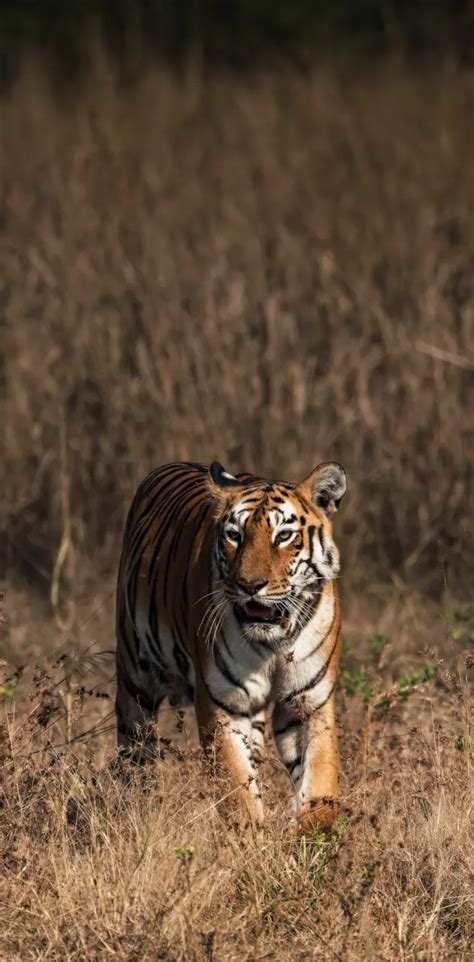 Tiger Wallpaper By P3tr1t Download On Zedge™ E0e8