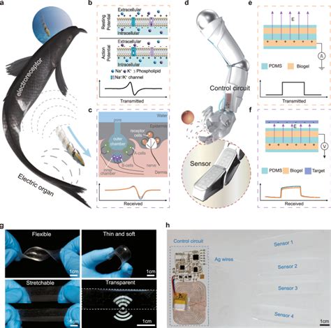 Mormyroidea Inspired Electronic Skin For Active Non Contact Three