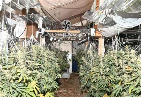 Police Seize More Than 400 Cannabis Plants During Raid On Sutton Bridge