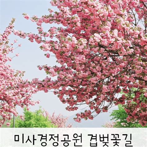 하남 미사경정공원 겹벚꽃 명소 실시간 예쁨공유 ♡ 네이버 블로그