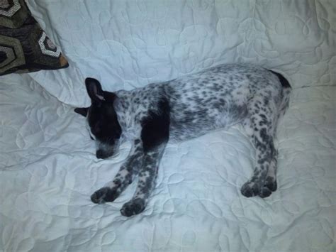 Pin By Kae On Blue Heeler Pointer Mixes Collie Mix Blue Heeler Heeler