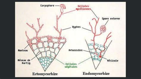 Ectomycorrhizae And Endomycorrhiyae Slideshare Ppt