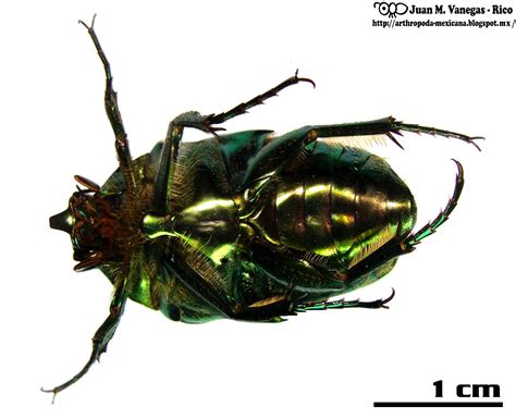 Arthropoda Mexicana Mayate Verde Cotinis Mutabilis