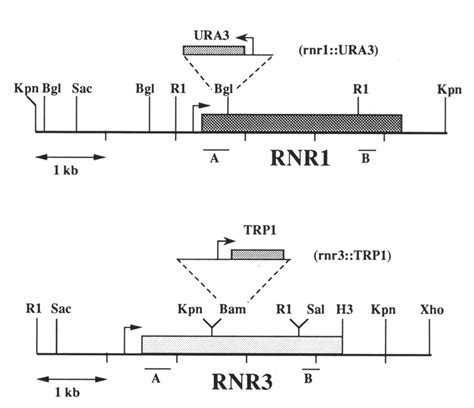Restriction Maps Of The Rnr1 And Rnr3 Genes The Solid Lines Represent