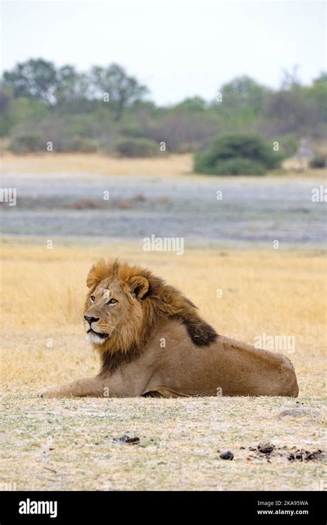 One Adult Male Lion Lying Down But Alert Moremi Game Reserve Okavango