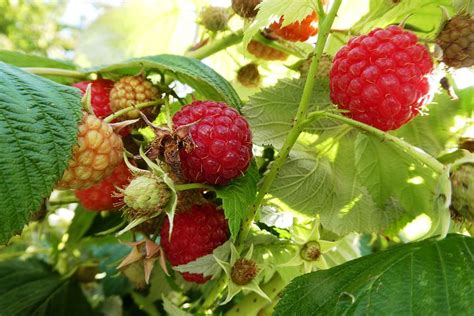 Raspberry Caroline Urban Seedling